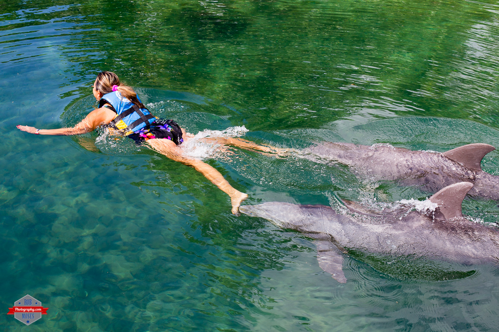 A Dolphin Push | Rob Moses Photography