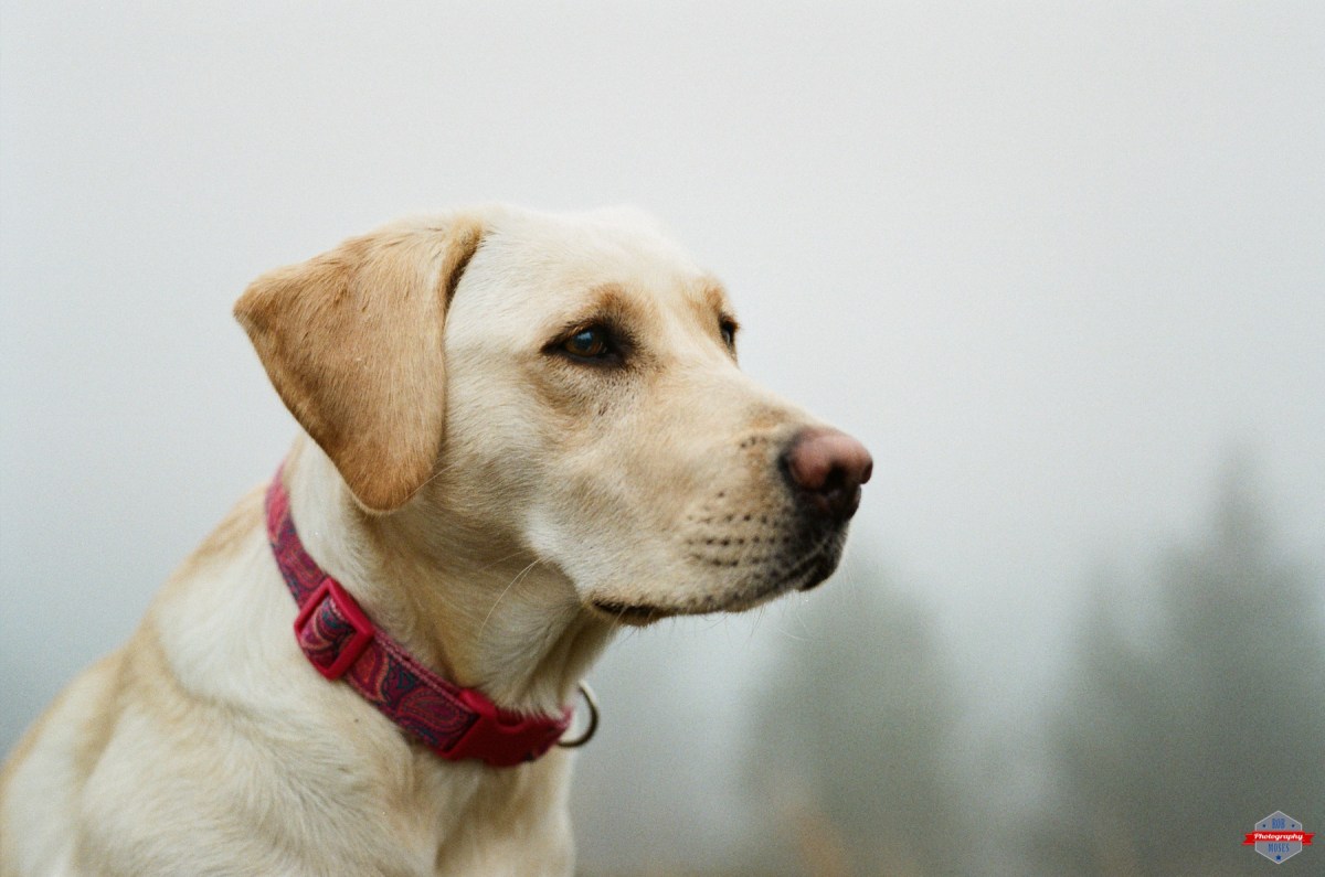 The Worlds Greatest Modelling Dog | Rob Moses Photography