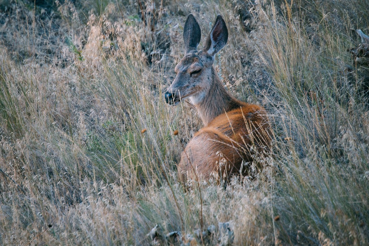 Friendly Deer | Rob Moses Photography